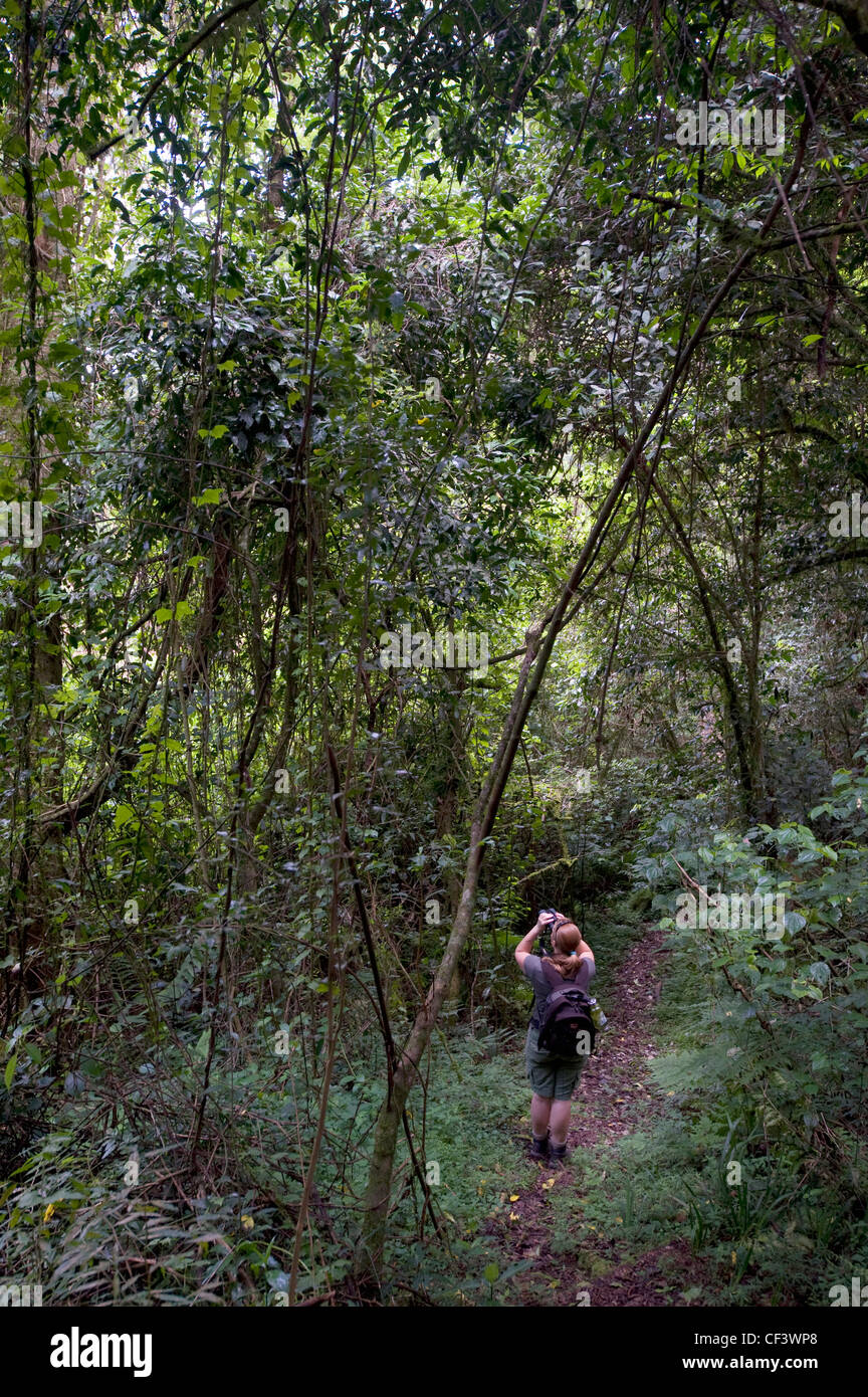 The green hills of the Bvumba Mountains in the Eastern Highlands of ...