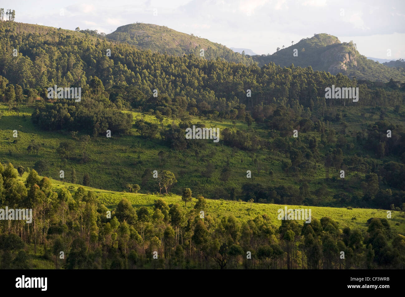 The green hills of the Bvumba Mountains in the Eastern Highlands of ...