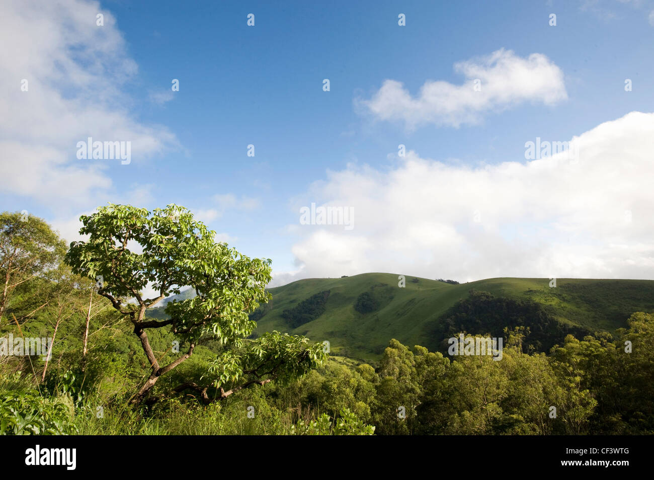 The green hills of the Bvumba Mountains in the Eastern Highlands of ...