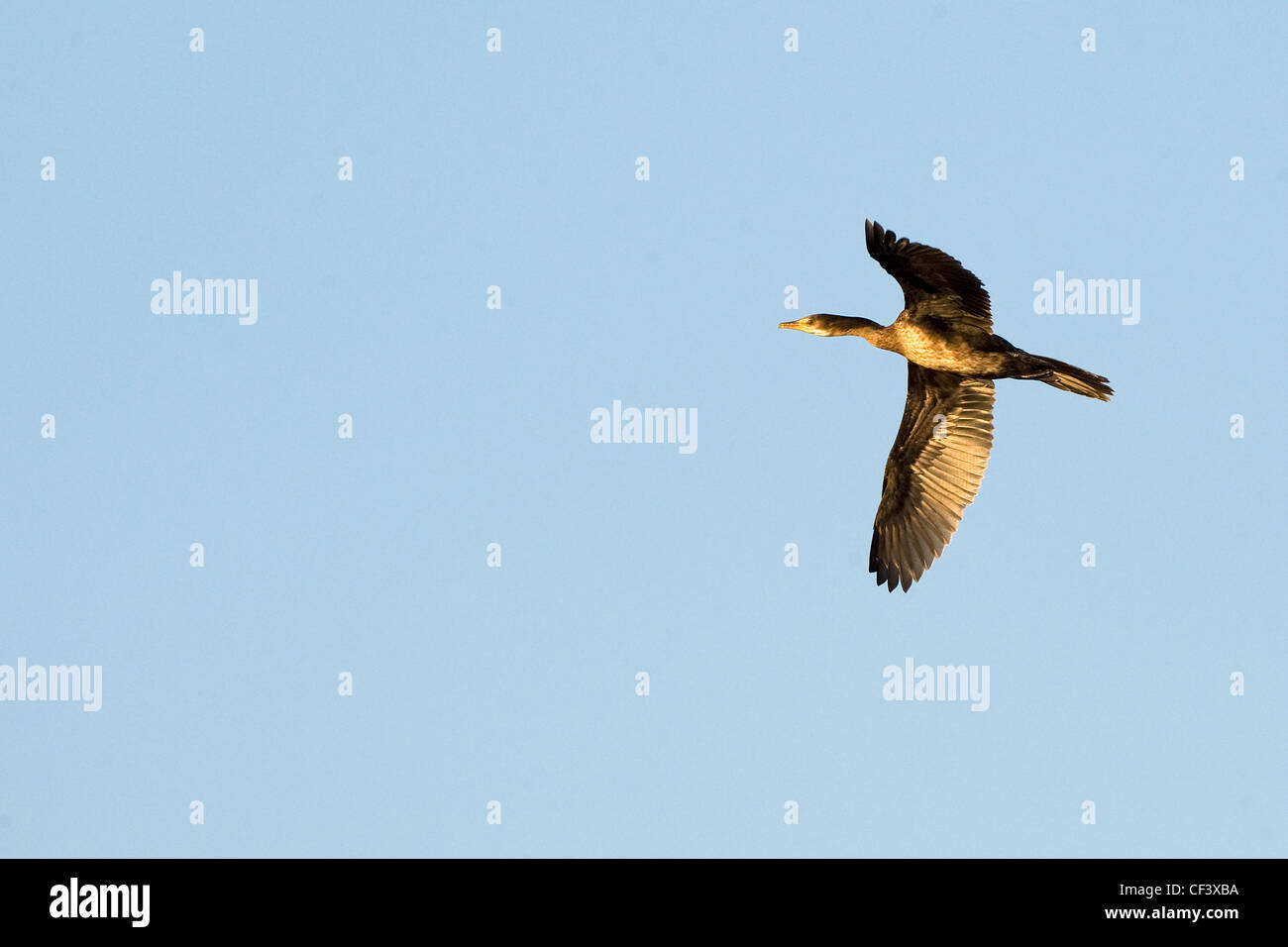 Chivero hi-res stock photography and images - Alamy