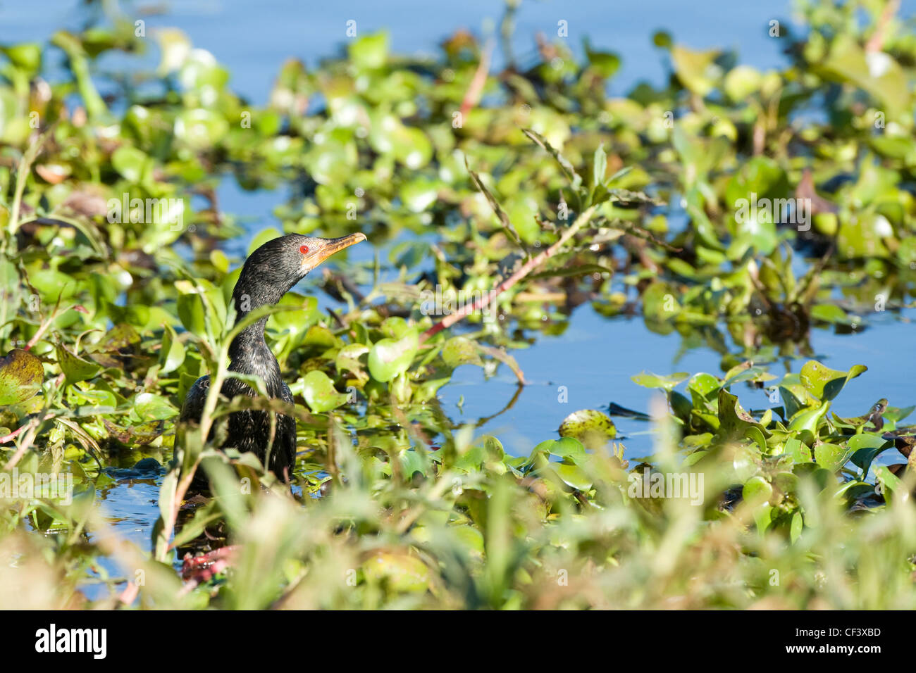 Lake chivero hi-res stock photography and images - Alamy