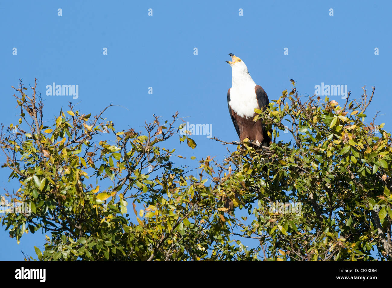 African fish eagle calling hi-res stock photography and images - Alamy