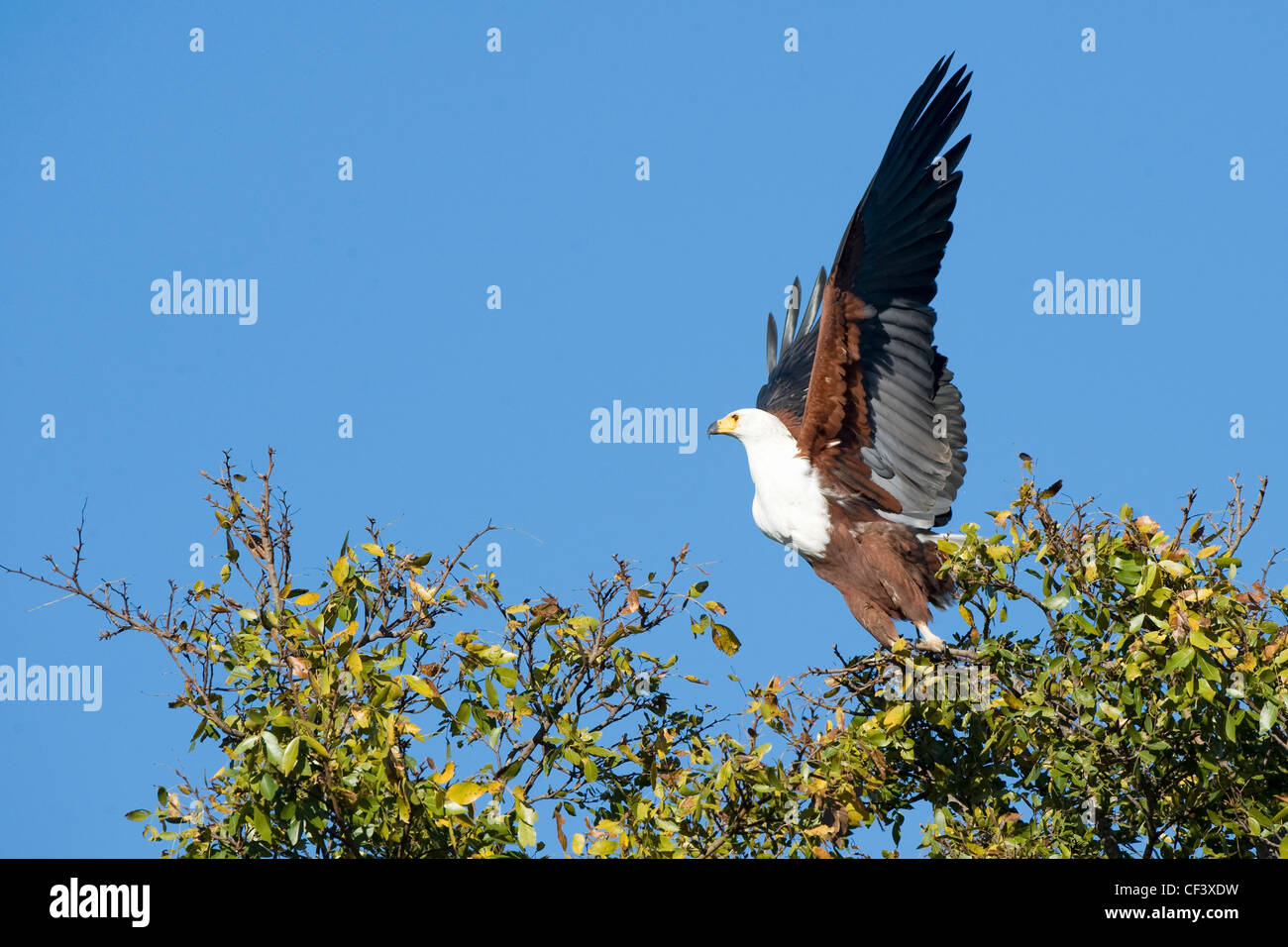 African fish eagle calling hi-res stock photography and images - Alamy