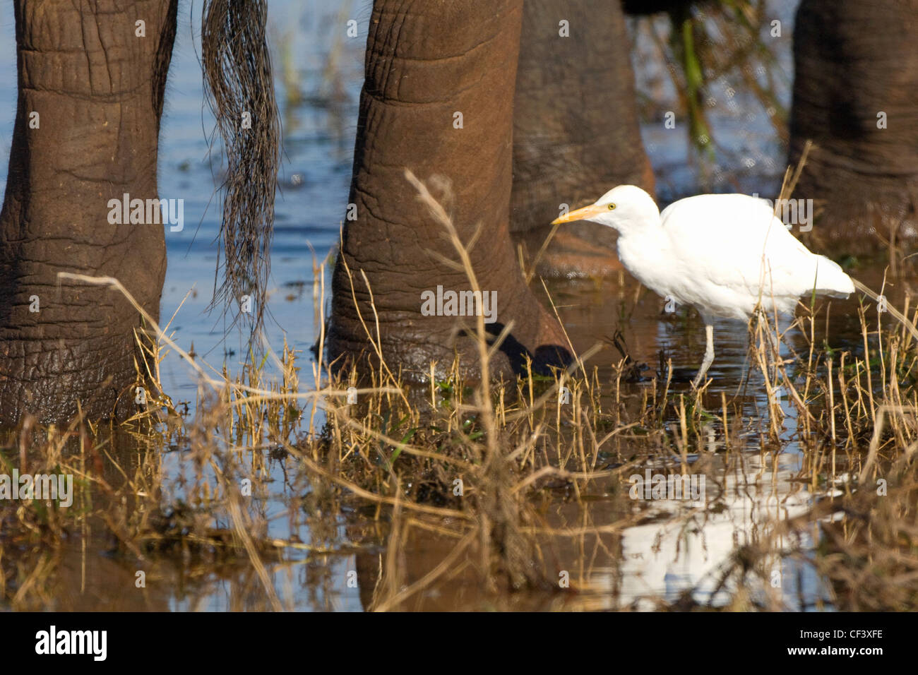 Eating insects hi-res stock photography and images - Alamy