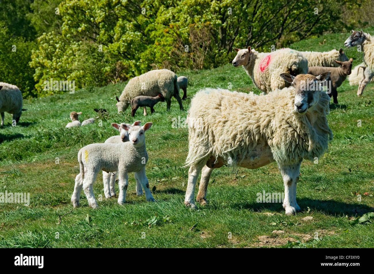 Ewes and lambs in a field in spring Stock Photo - Alamy