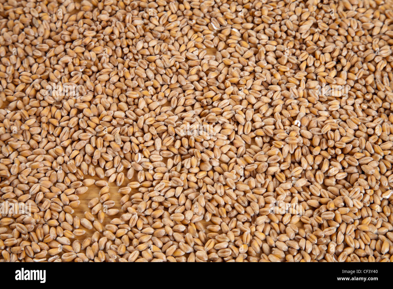 A lot of wheat grains Stock Photo - Alamy