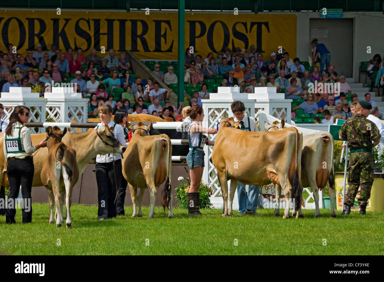 Parade of cattle at the Great Yorkshire Show Stock Photo - Alamy