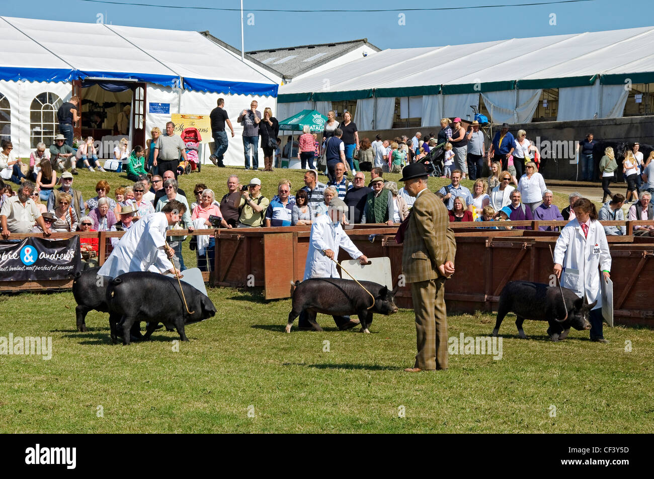 Pigs being paraded at the Great Yorkshire Show Stock Photo - Alamy