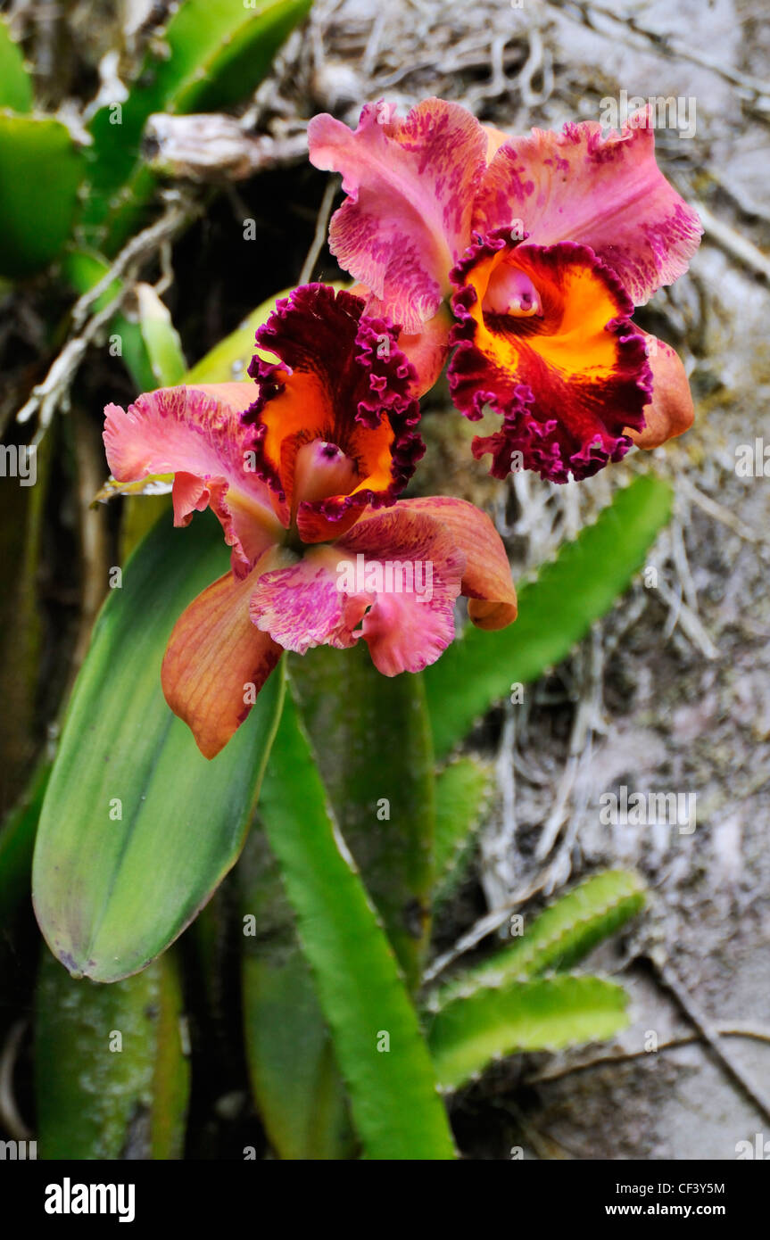 Multi-colored Orchids, Big Island, Hawaii Islands, Usa Stock Photo - Alamy