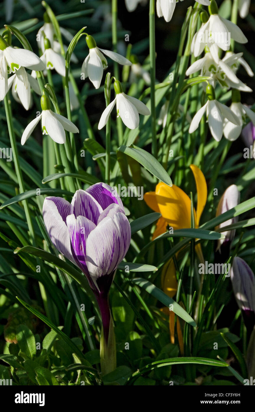 Purple snowdrops growing in spring hi-res stock photography and images ...