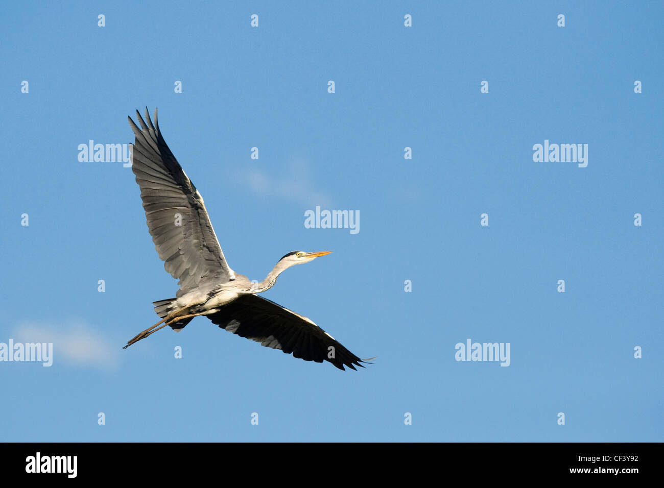 Bush Beating High Resolution Stock Photography and Images - Alamy