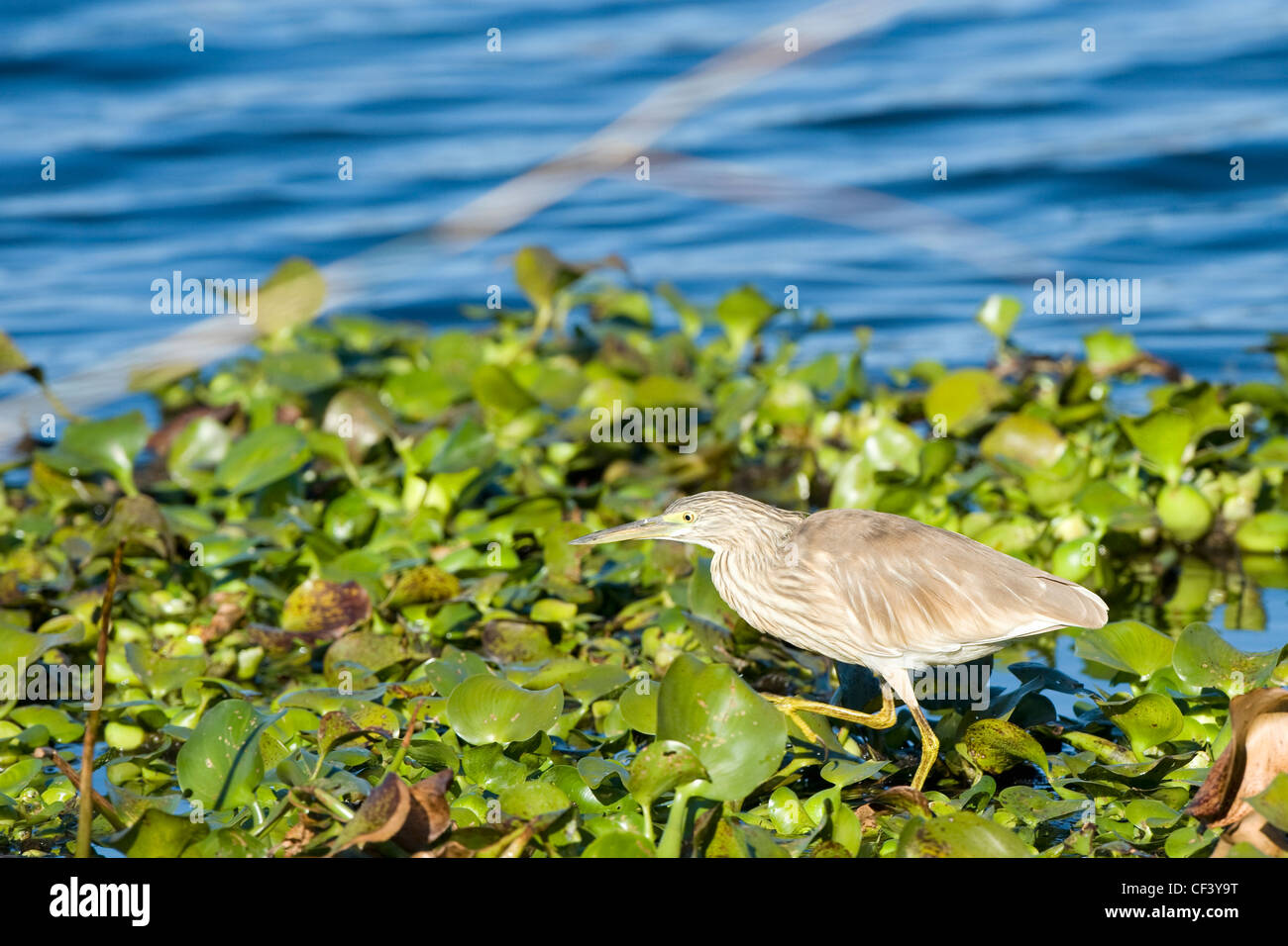 Aerial beautiful lake near stunning hi-res stock photography and images ...