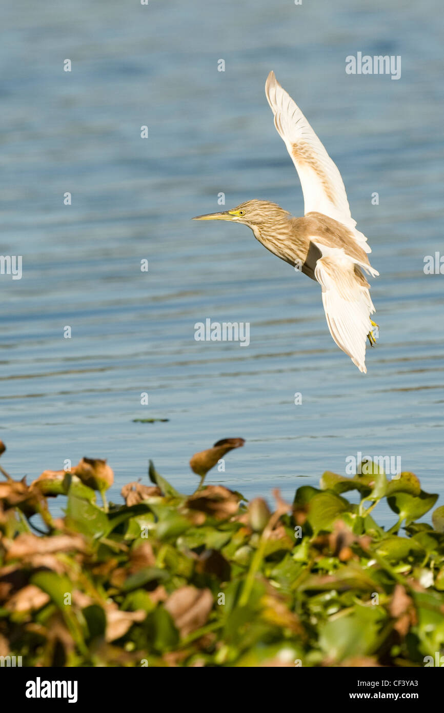 Chivero hi-res stock photography and images - Alamy