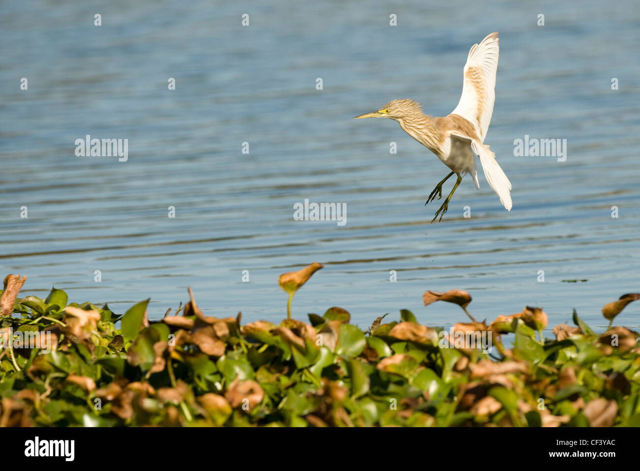 Lake chivero hi-res stock photography and images - Alamy