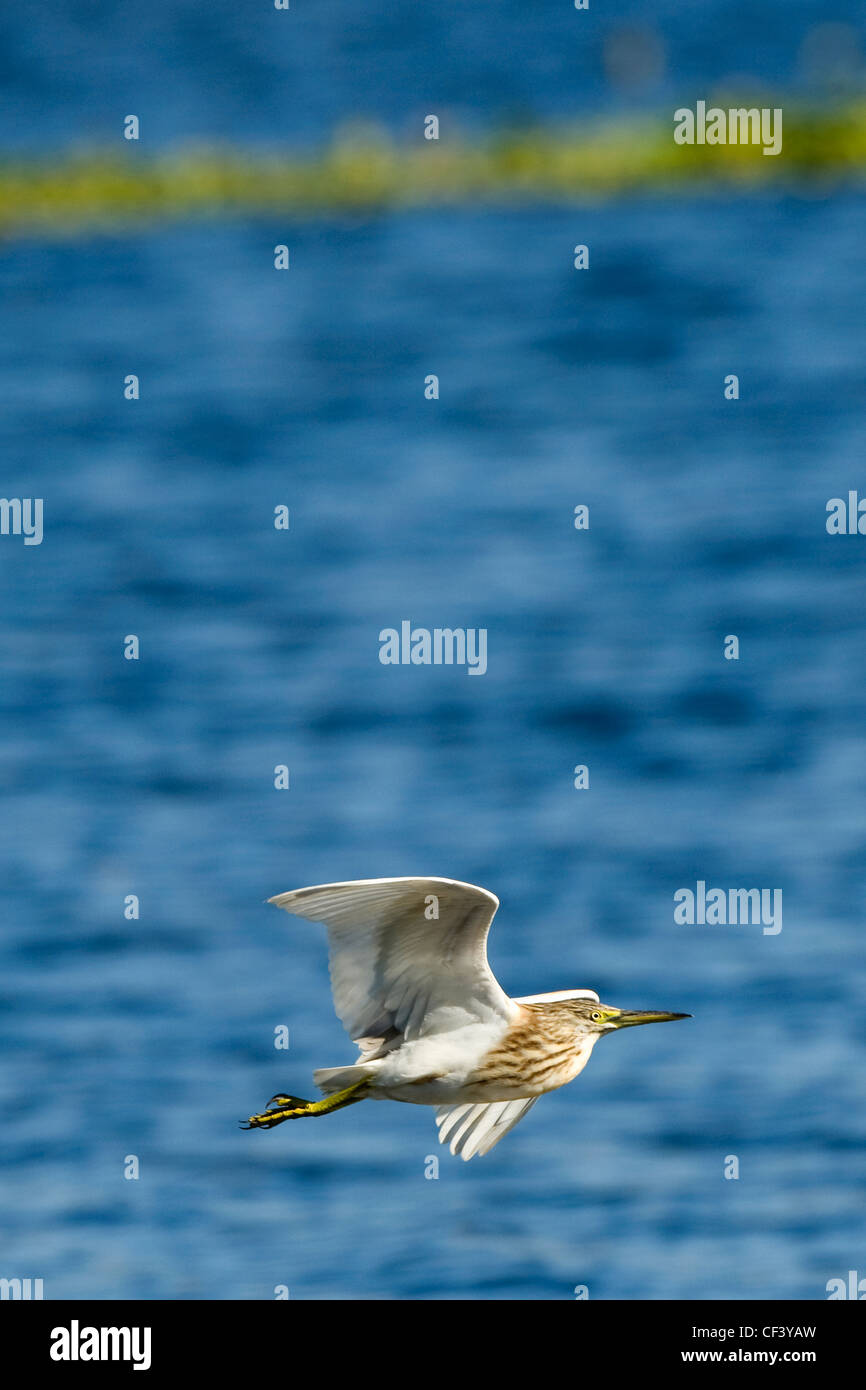 Chivero hi-res stock photography and images - Alamy