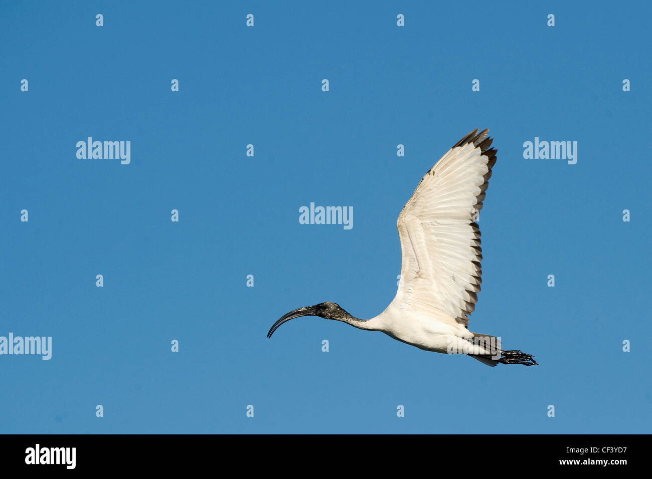 Lake chivero hi-res stock photography and images - Alamy