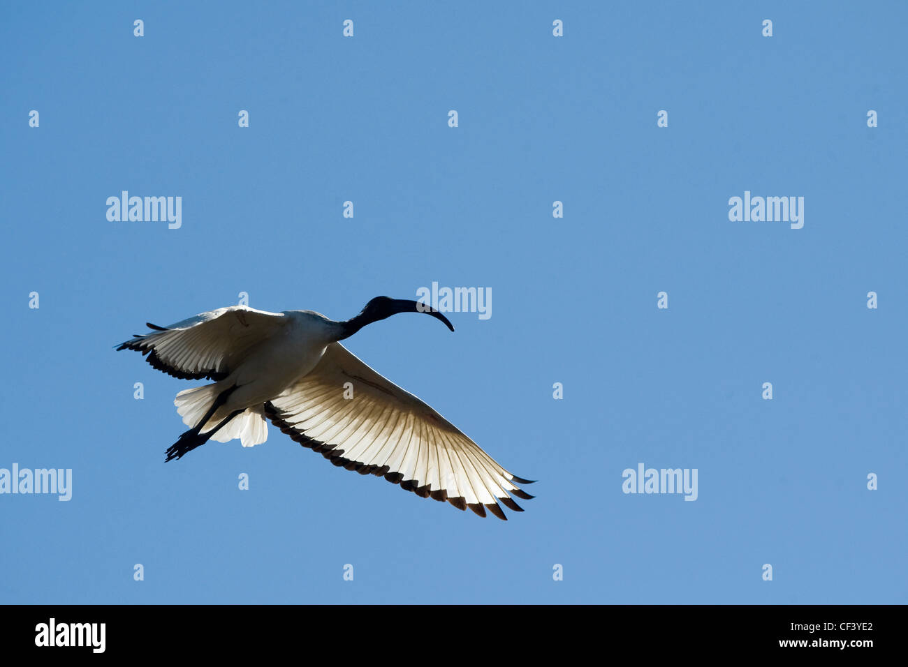 Chivero hi-res stock photography and images - Alamy