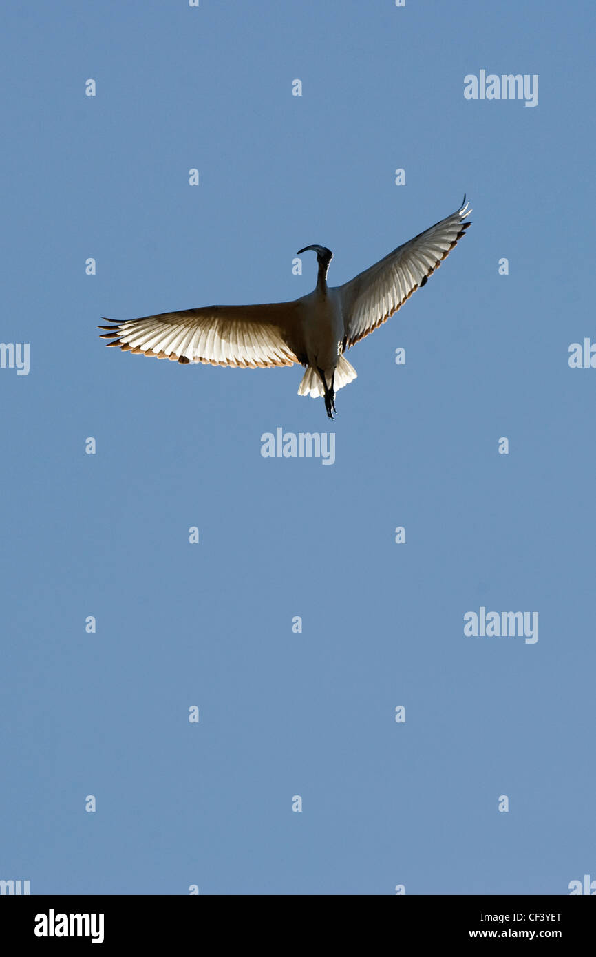 Chivero hi-res stock photography and images - Alamy