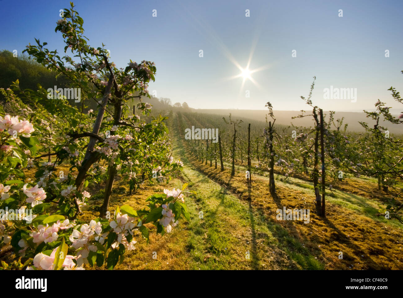 Apple Orchard Kent Stock Photos & Apple Orchard Kent Stock Images - Alamy