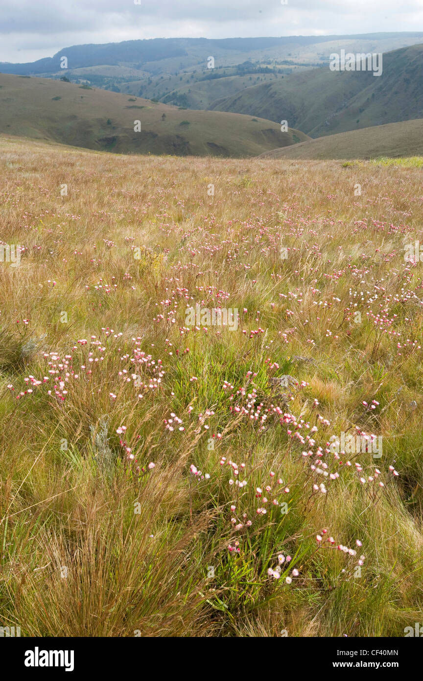 Stunning landscape from Nyanga in Zimbabwe's Eastern Highlands Stock ...