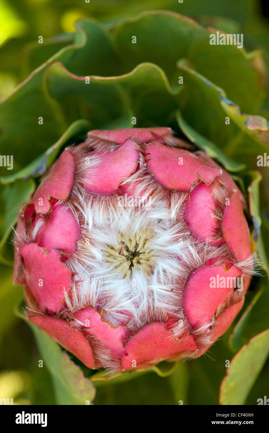 Macro shots of a Protea flower Queen Protea King Protea Stock Photo - Alamy