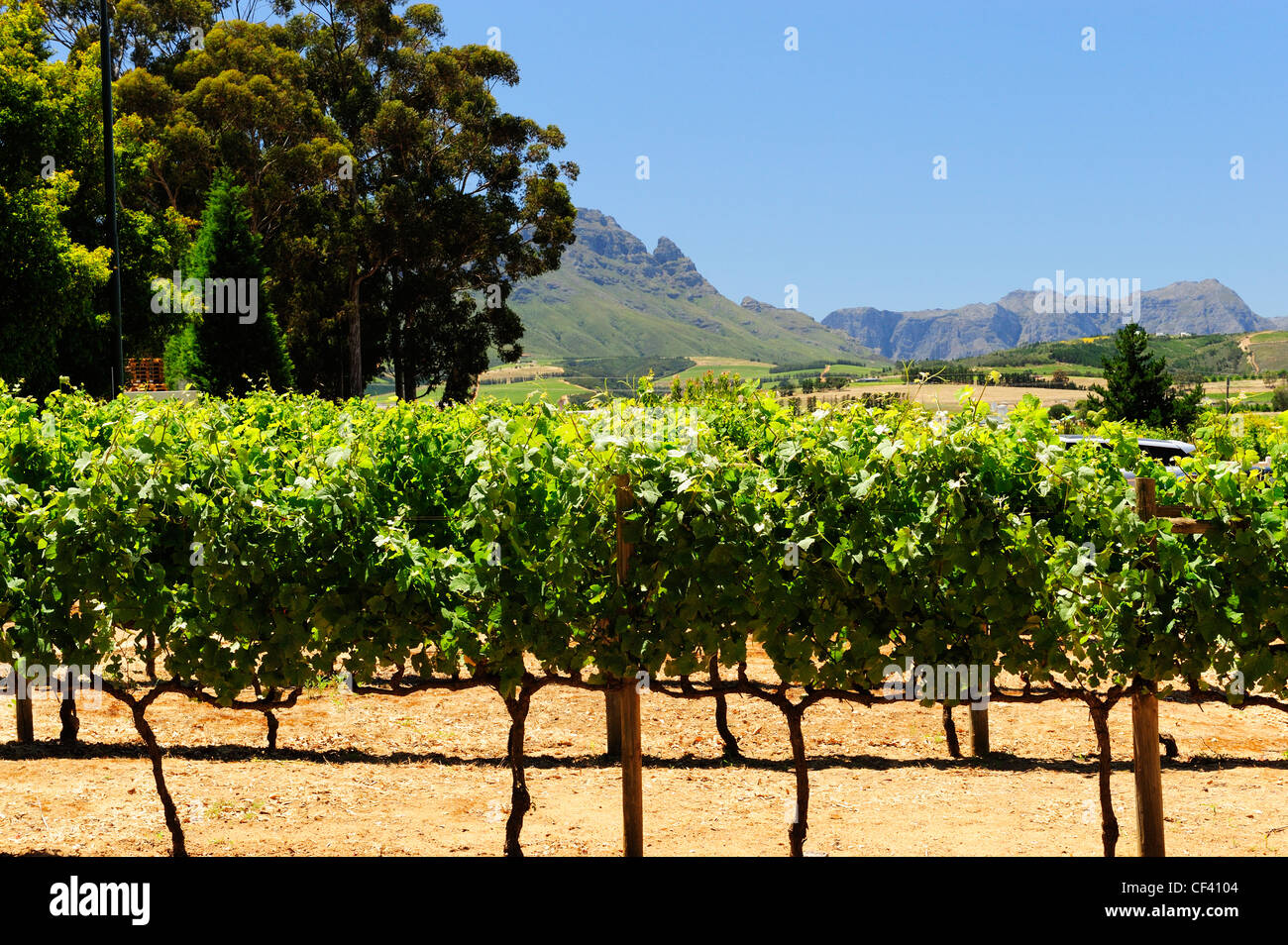 Simonsig Wine Estate, Stellenbosch, Western Cape, South Africa Stock ...