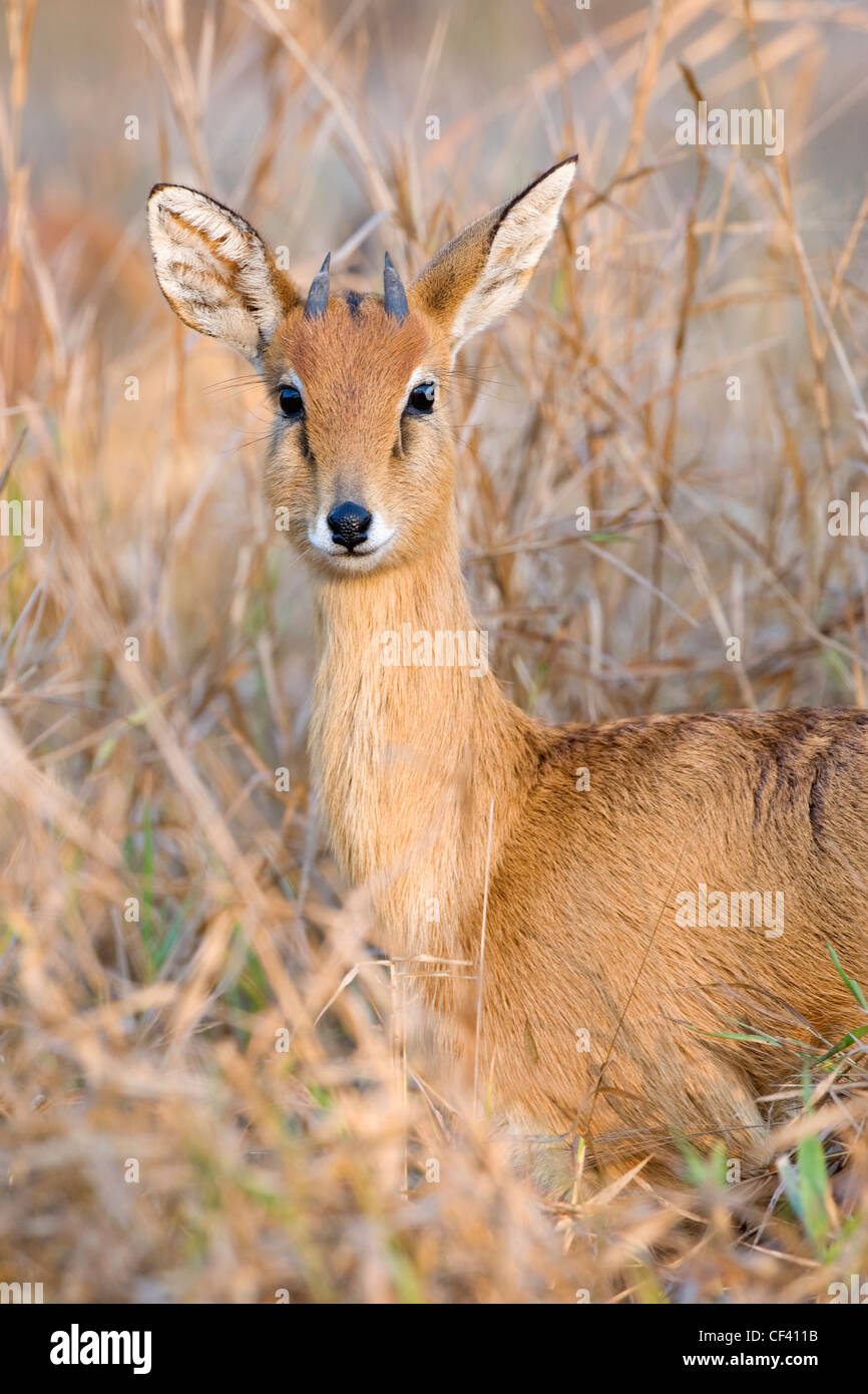 Oribi buck hi-res stock photography and images - Alamy