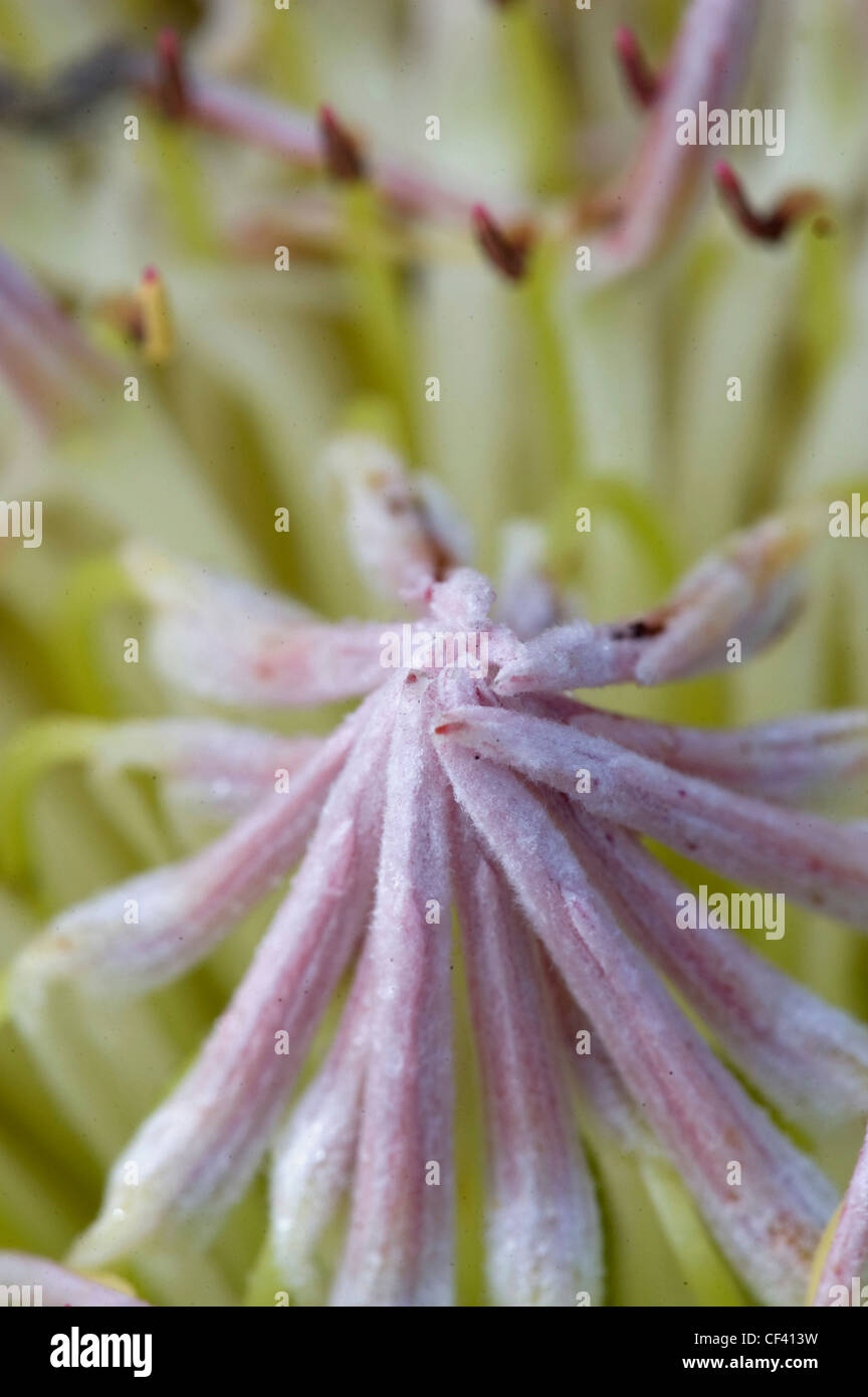 Queen protea hi-res stock photography and images - Alamy