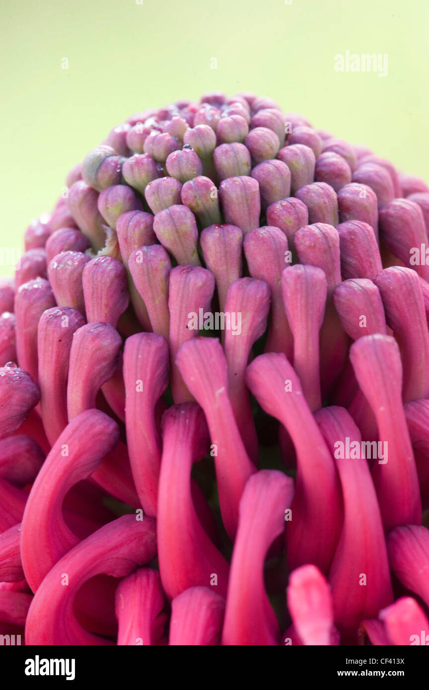 Macro shots of a Protea flower Queen Protea King Protea Stock Photo - Alamy