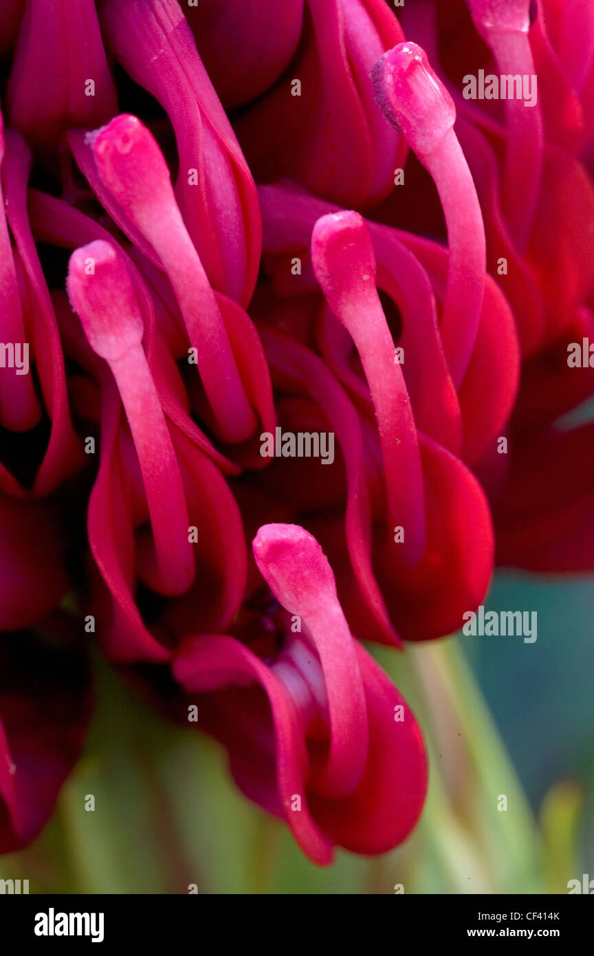 Queen protea hi-res stock photography and images - Alamy