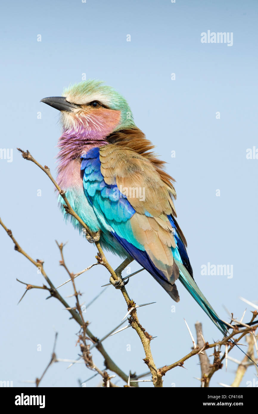 Myriad birds hi-res stock photography and images - Alamy