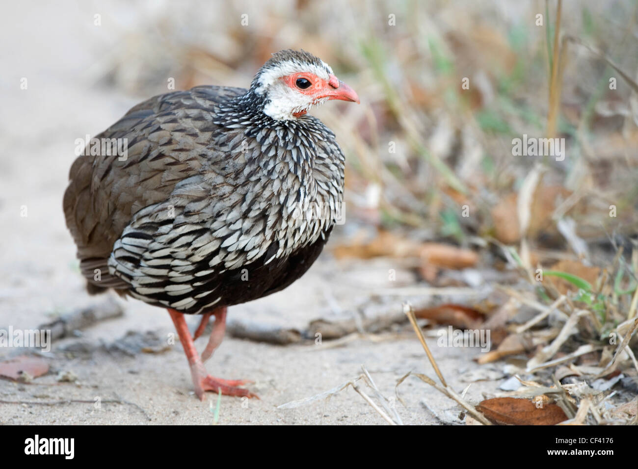 African spurfowl hi-res stock photography and images - Alamy