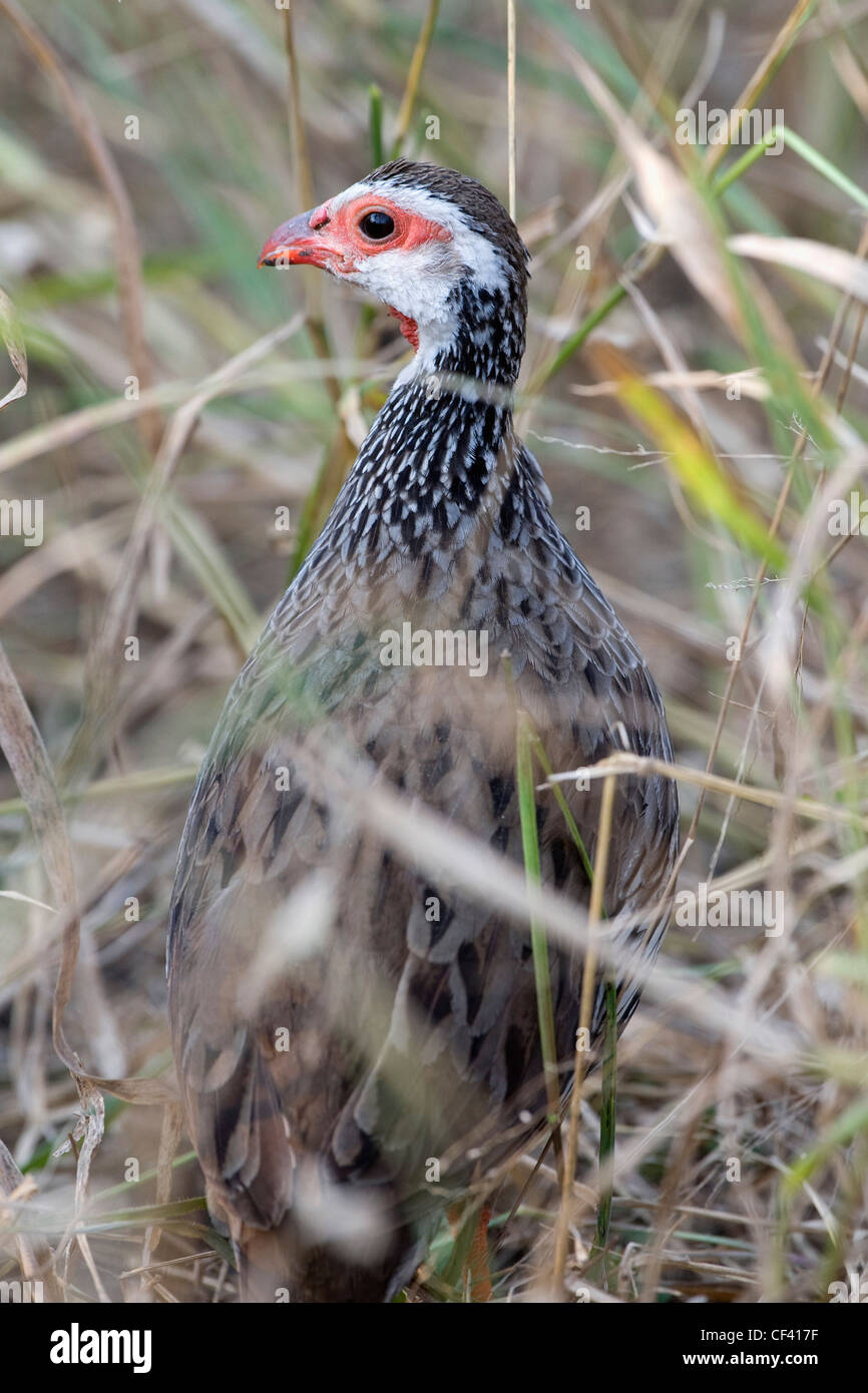 Red necked Spurfowl Zimbabwe Stock Photo - Alamy
