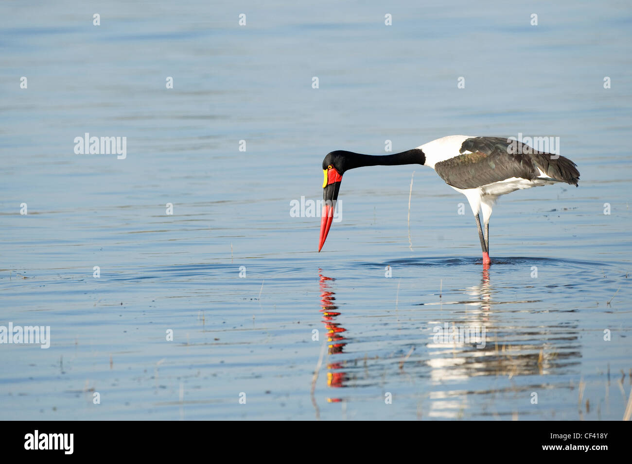 Nomadic sedentary bird hi-res stock photography and images - Alamy