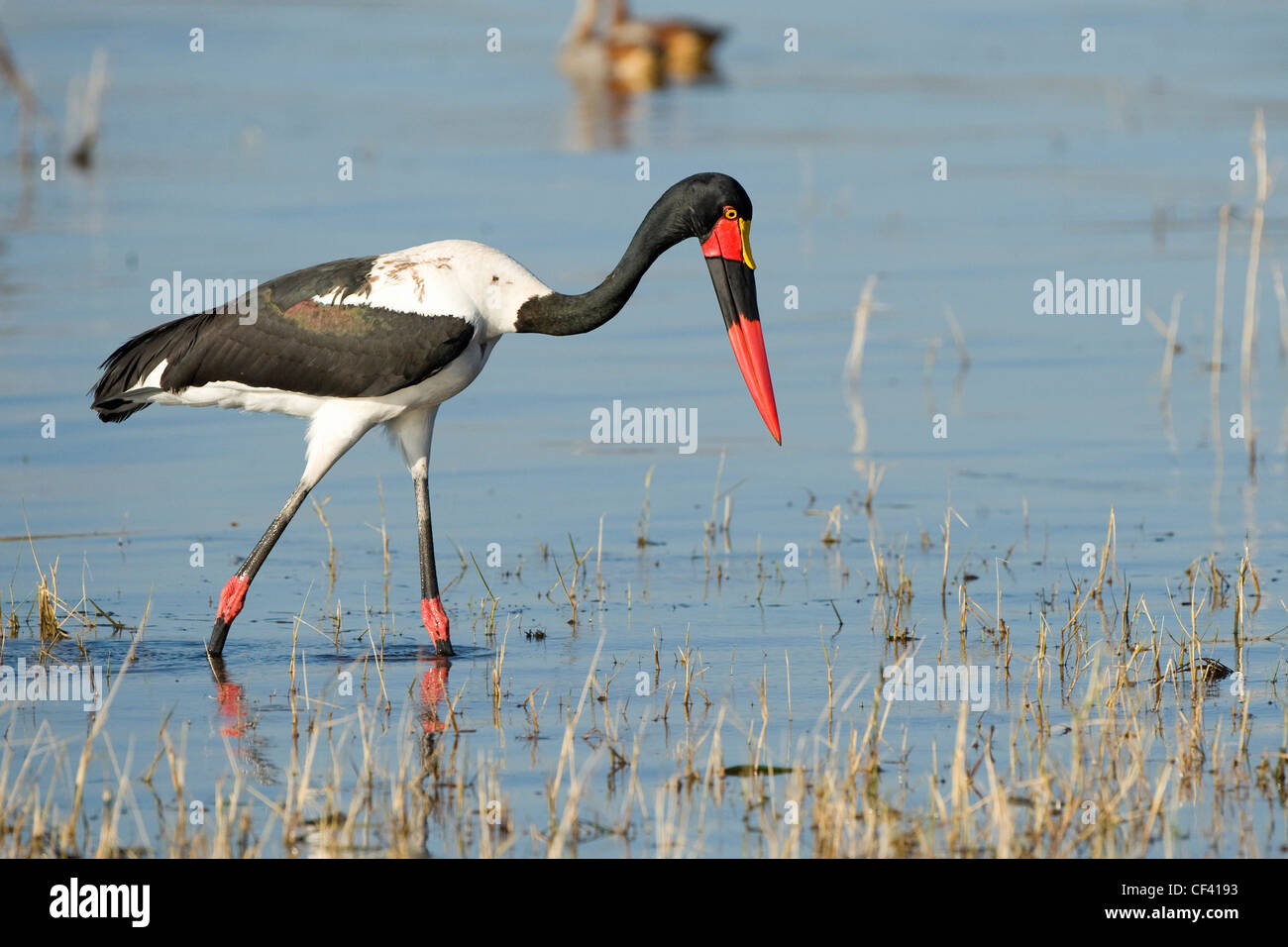 Nomadic sedentary bird hi-res stock photography and images - Alamy