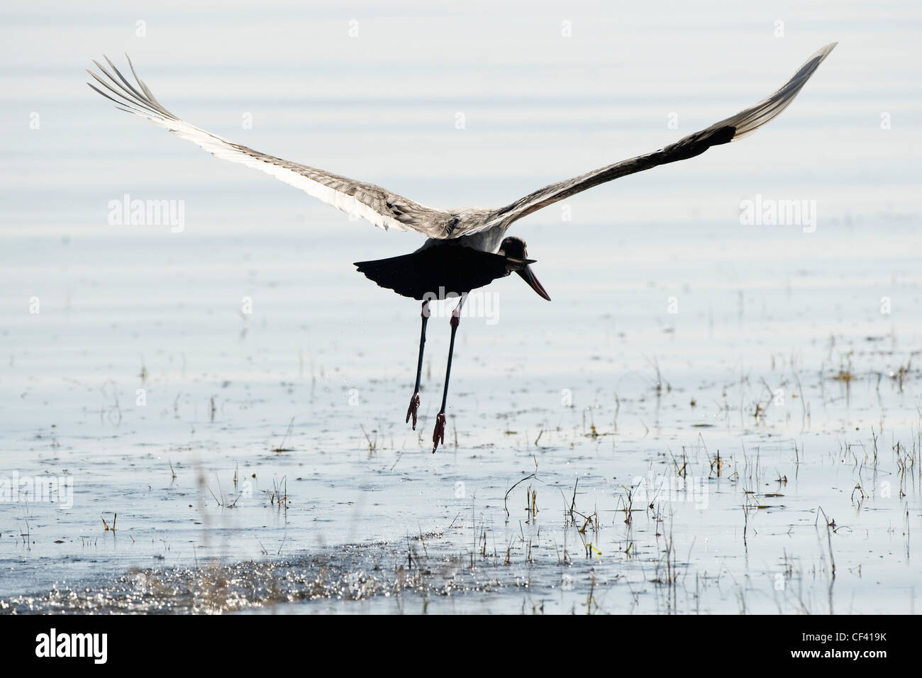 A bird flies away Stock Photo - Alamy