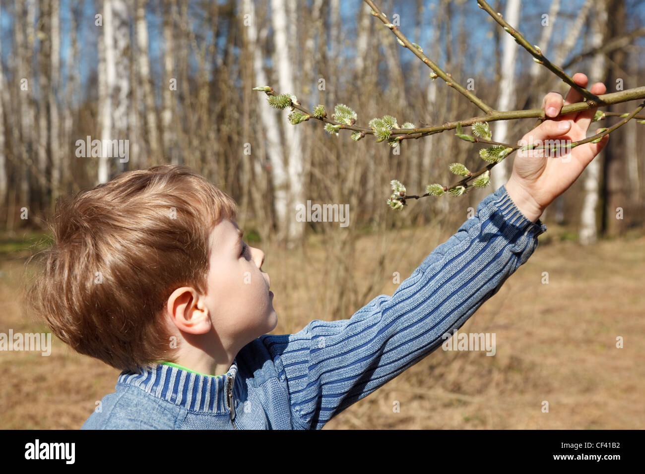 The boy looks at full bud in spring park Stock Photo - Alamy