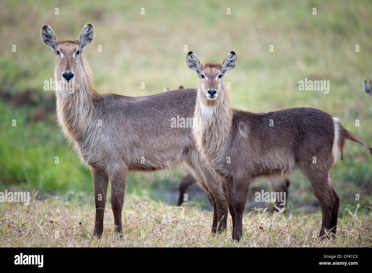 Conservation dependent species hi-res stock photography and images - Alamy