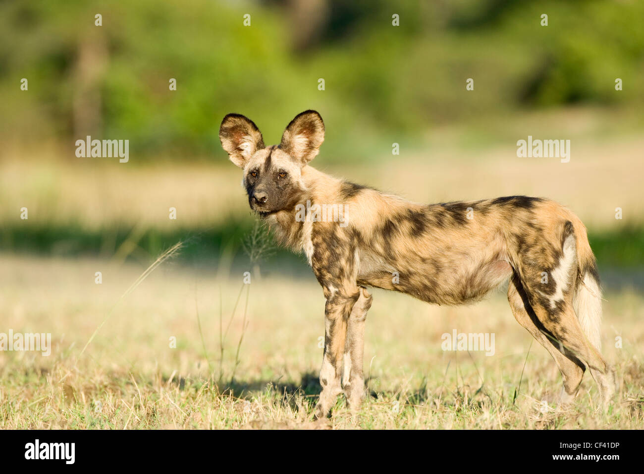 Pack sleeping hunting dogs hi-res stock photography and images - Alamy