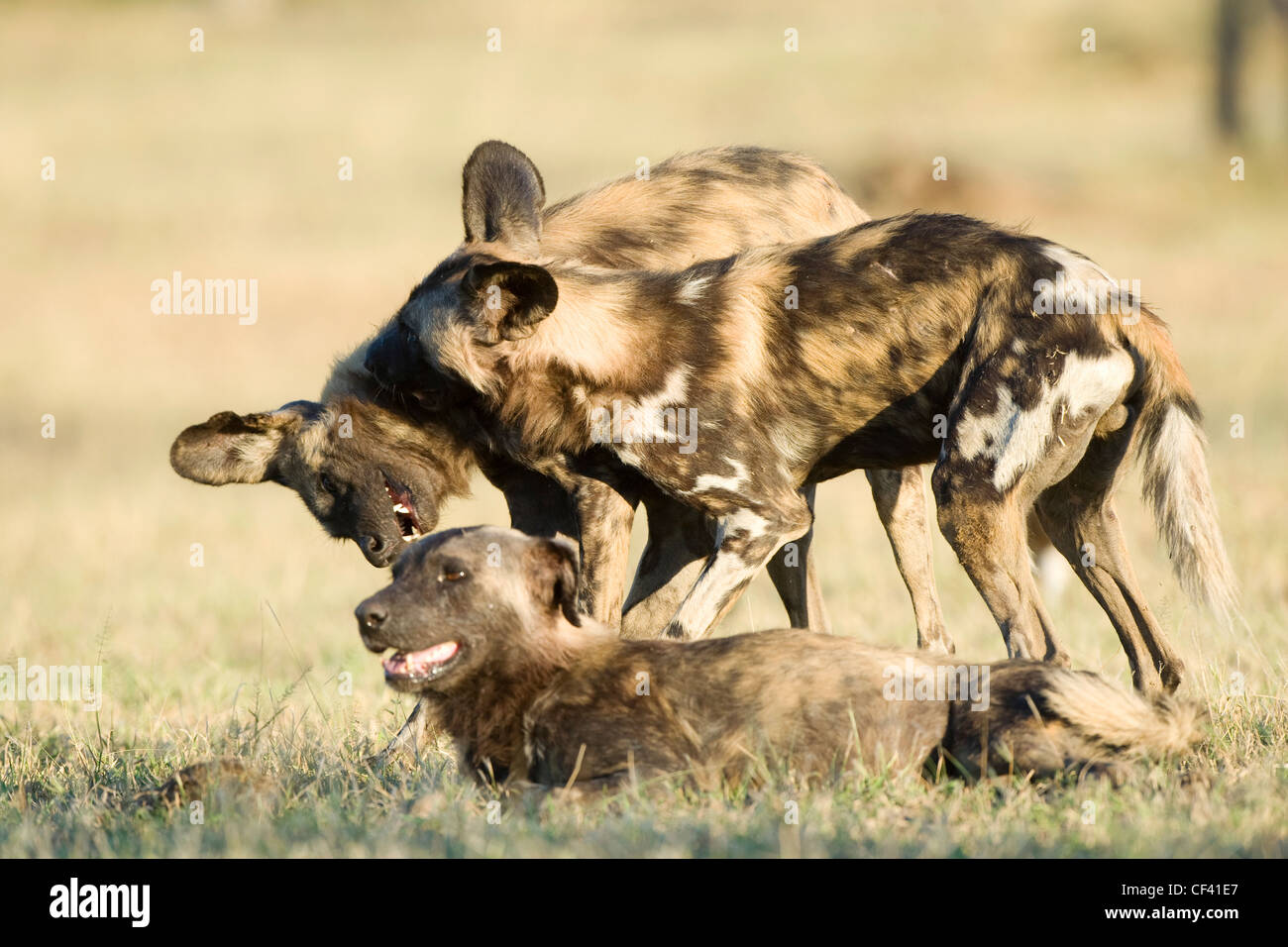 Pack sleeping hunting dogs hi-res stock photography and images - Alamy