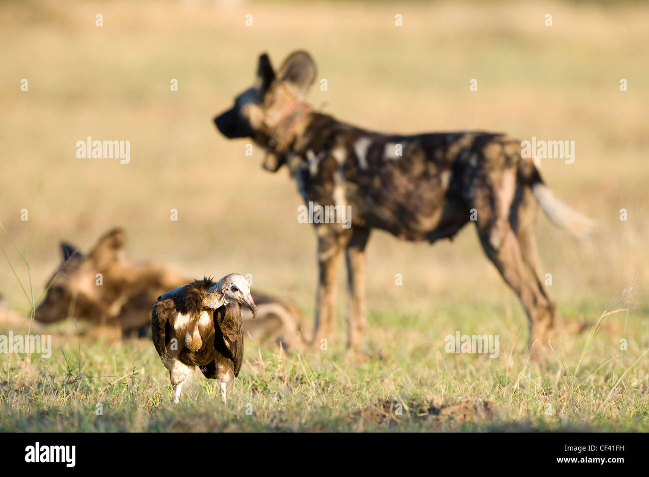 Pack sleeping hunting dogs hi-res stock photography and images - Alamy