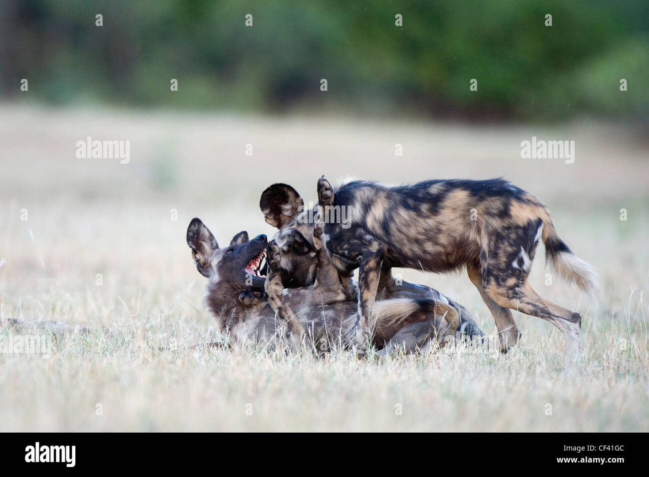 Pack sleeping hunting dogs hi-res stock photography and images - Alamy