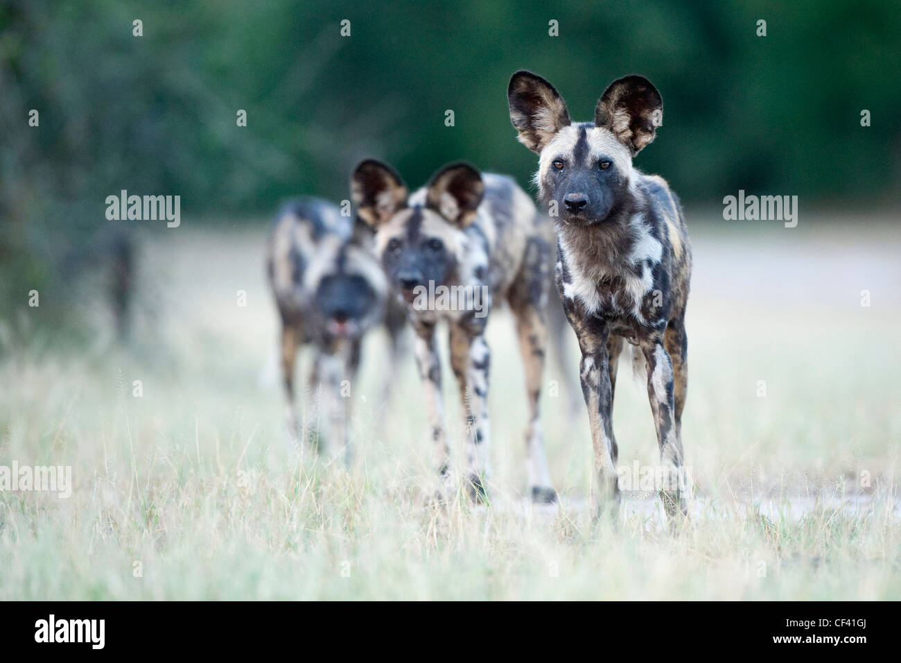 Pack sleeping hunting dogs hi-res stock photography and images - Alamy