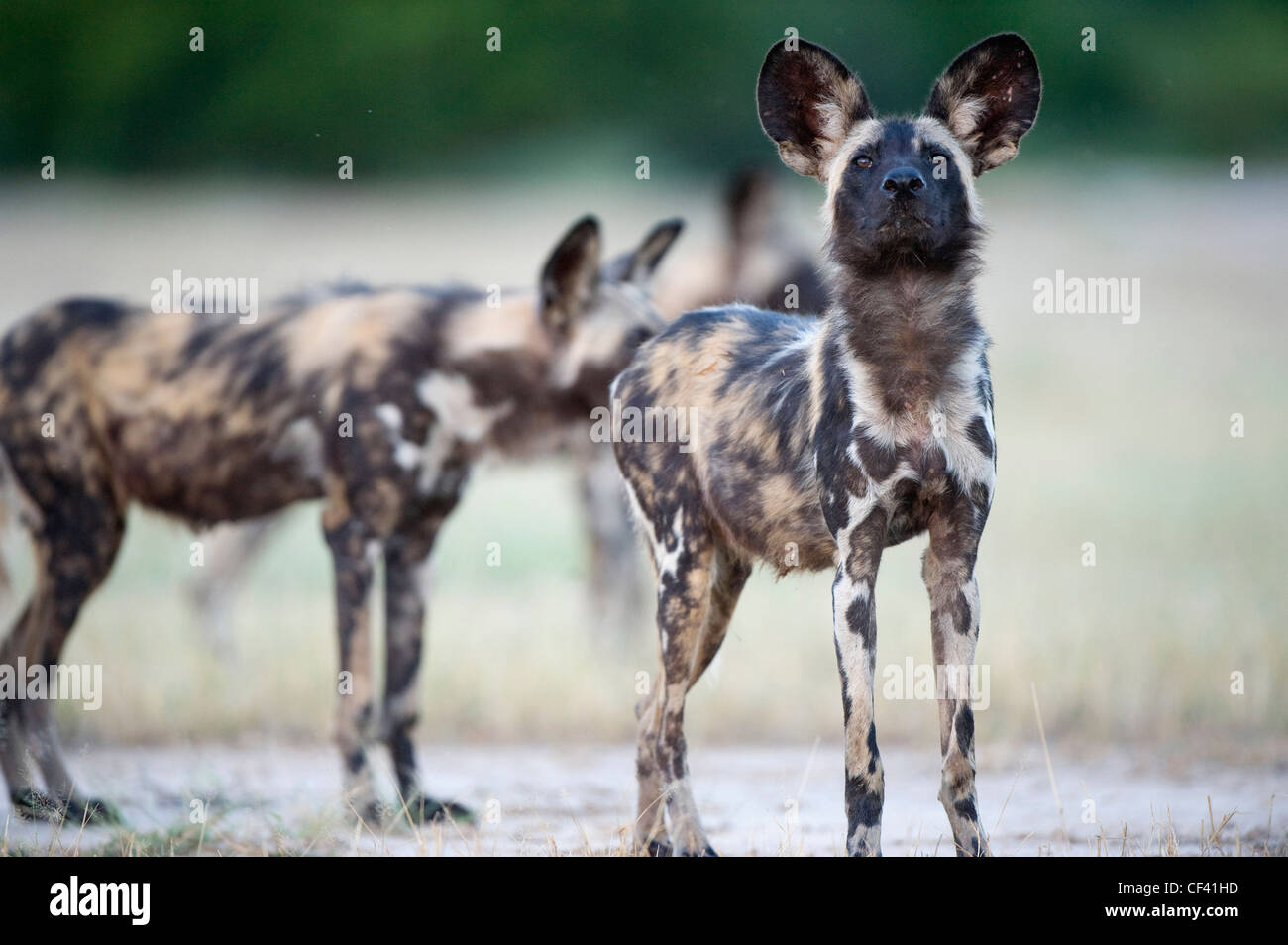 Pack sleeping hunting dogs hi-res stock photography and images - Alamy