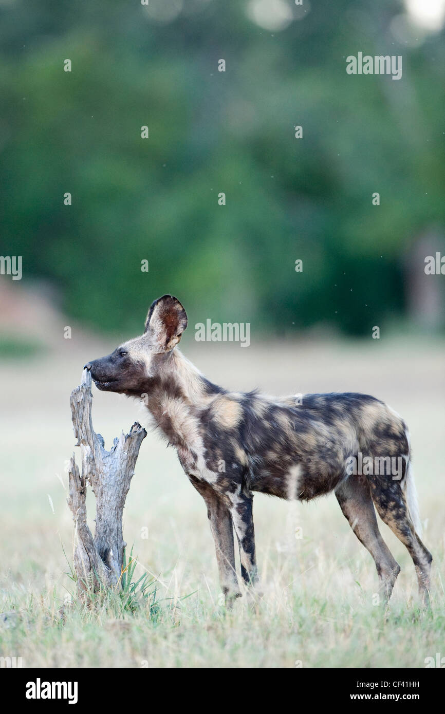 Pack sleeping hunting dogs hi-res stock photography and images - Alamy