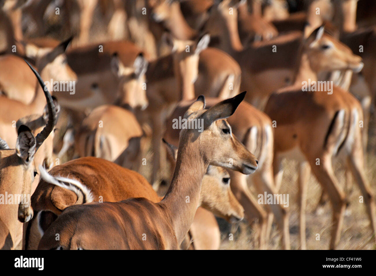 Male impala with herd hi-res stock photography and images - Alamy