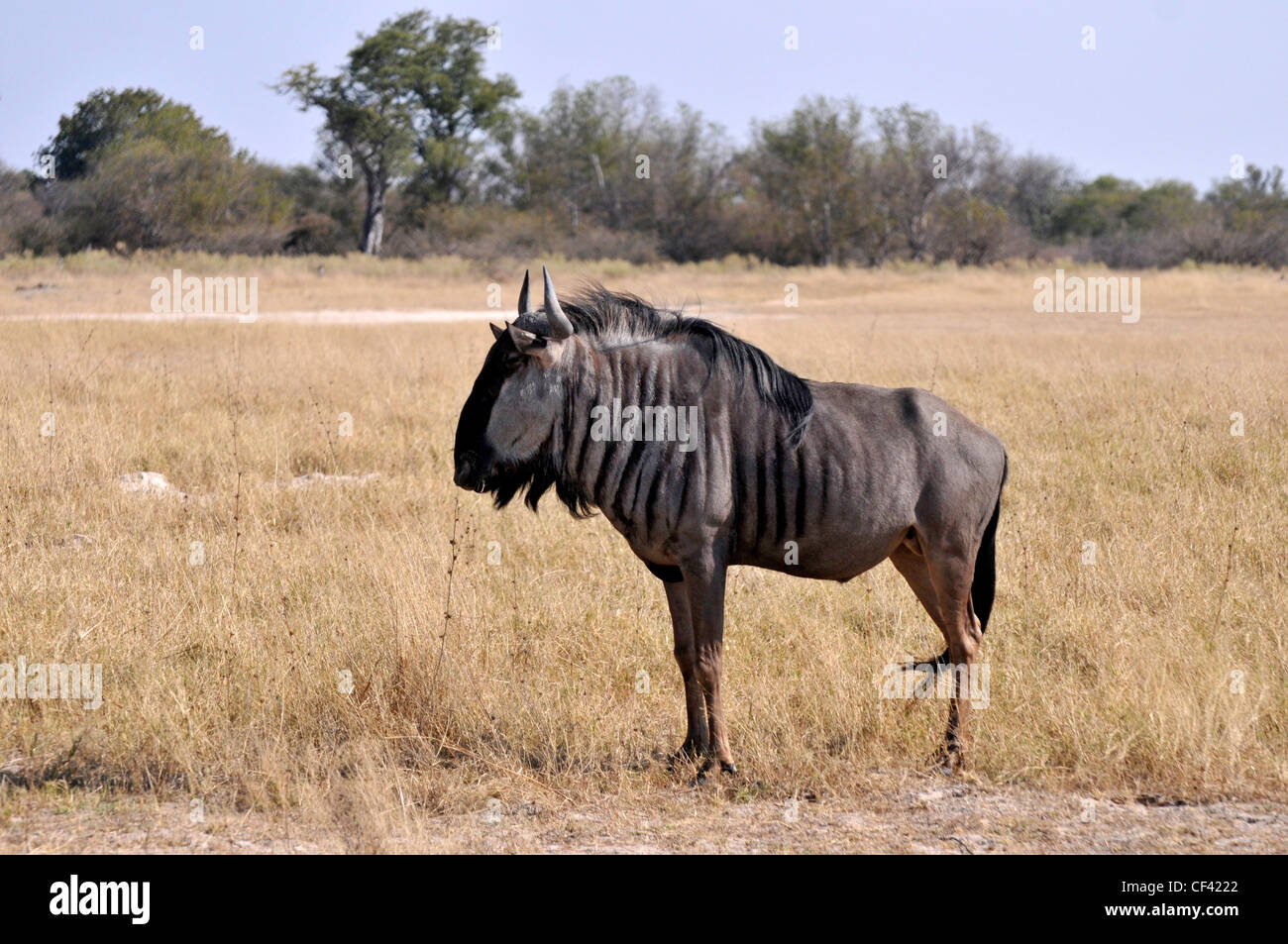 wildebeest, gnu, in africa, Savuti, Maun, Moremi, Xakanaxa Stock Photo ...