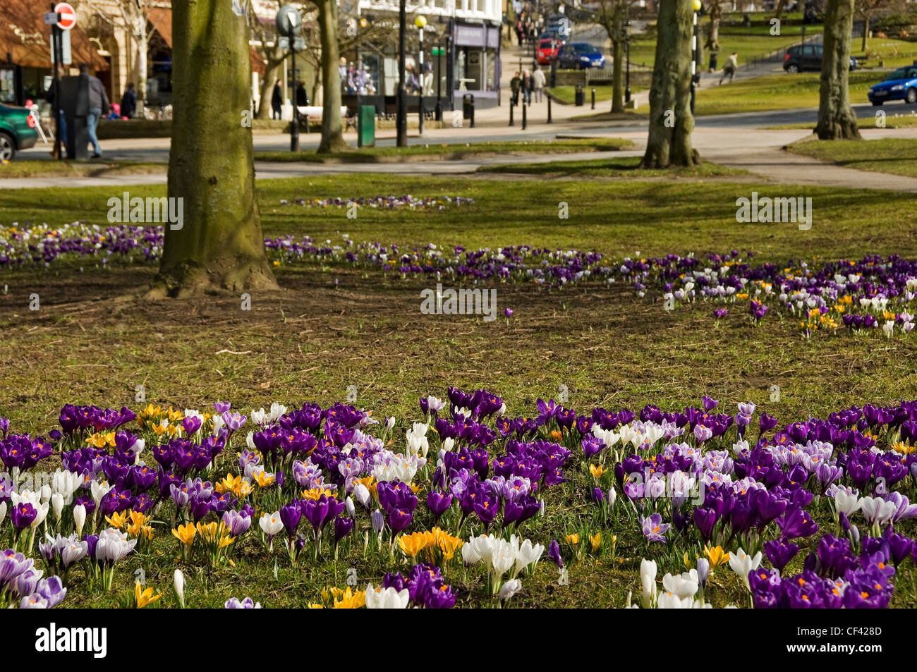 White tree montpellier hi-res stock photography and images - Alamy