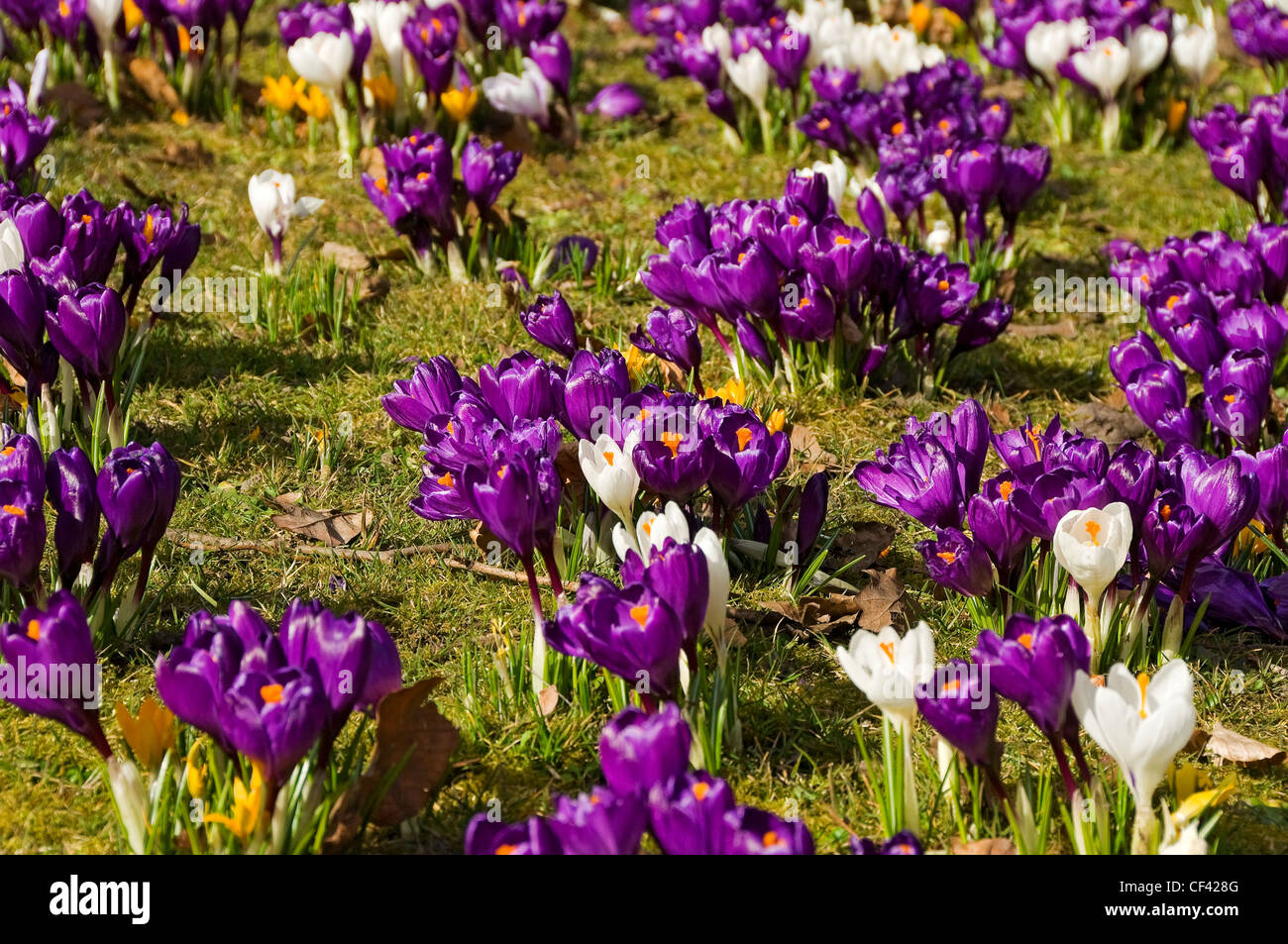Crocus garden centre uk hi-res stock photography and images - Alamy