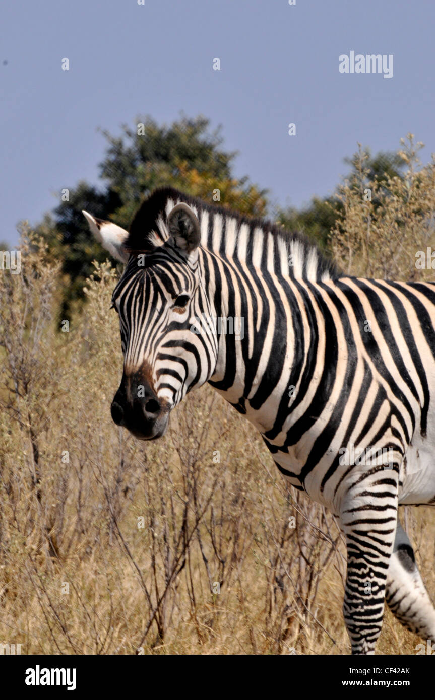 Zebra in Botswana, Africa Stock Photo - Alamy